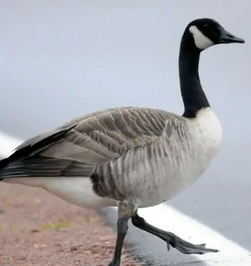 crossing the road – The Crooked Steeple